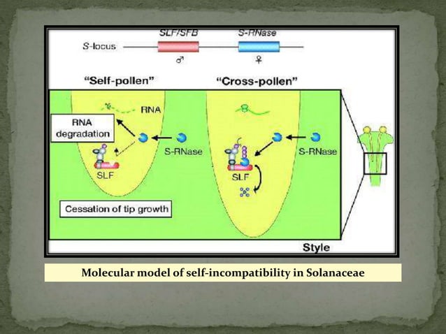 Self incompatibility in hybrid seed production | PPTX | Gardening ...