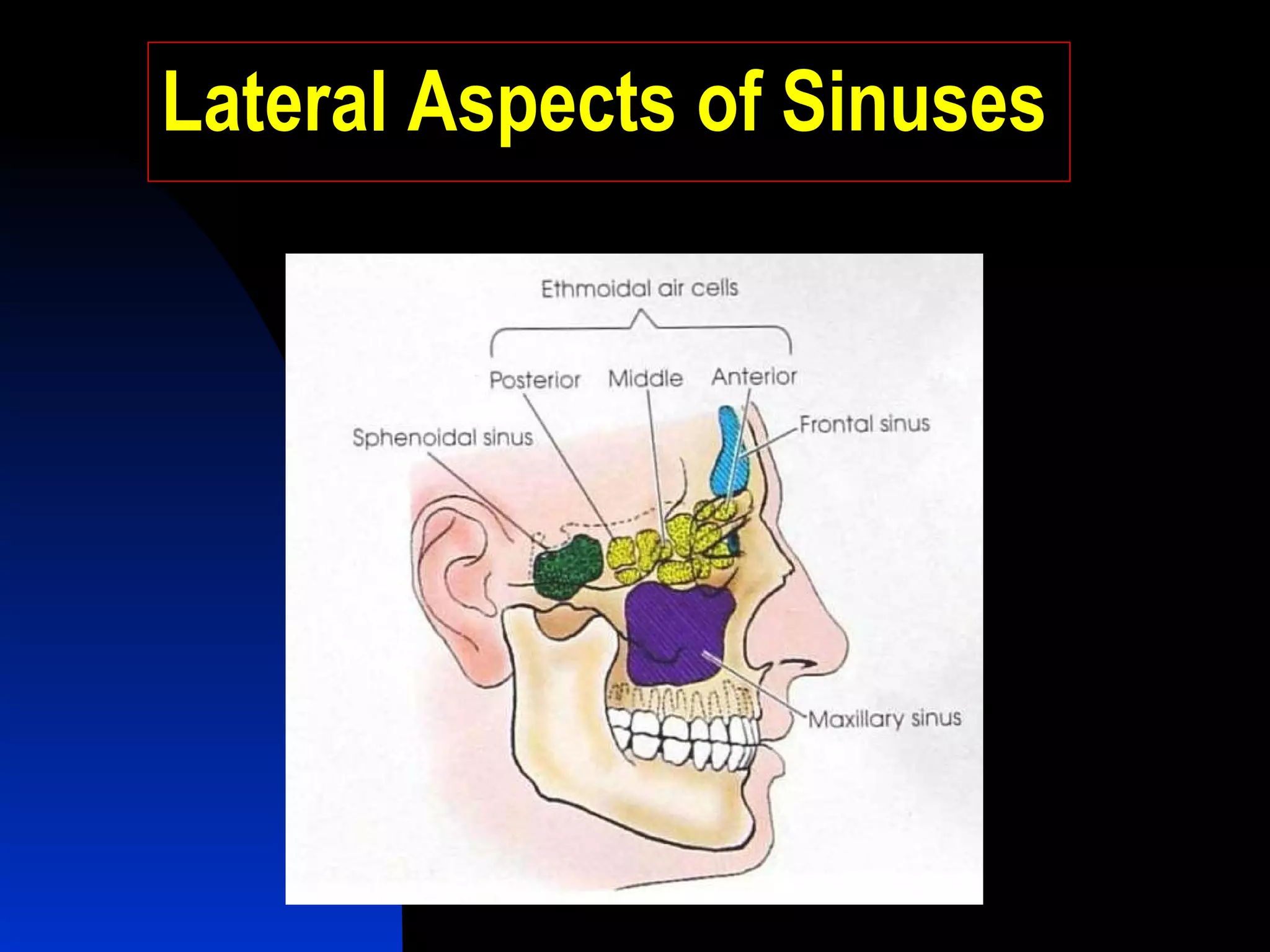 Paransasal Sinuses Home Edition | PPT