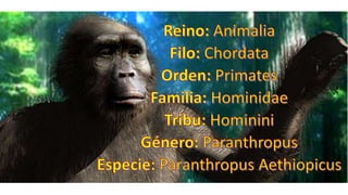 Paranthropus aethiopicus | PPTX
