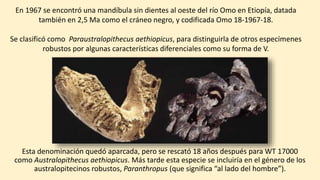 Paranthropus aethiopicus | PPTX