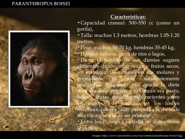 Paranthropus boisei