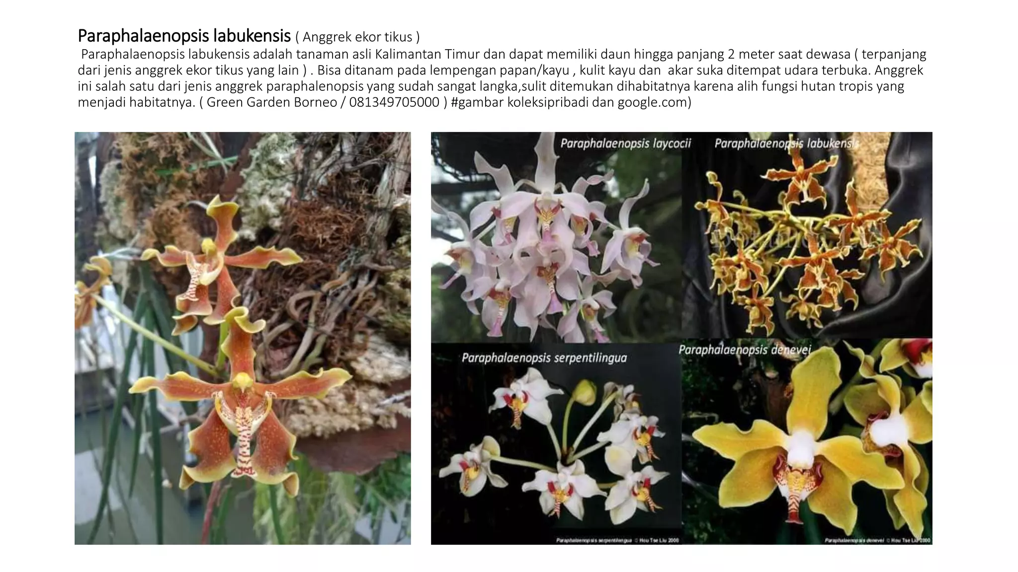 Paraphalaenopsis labukensis ( Anggrek ekor tikus ).pptx