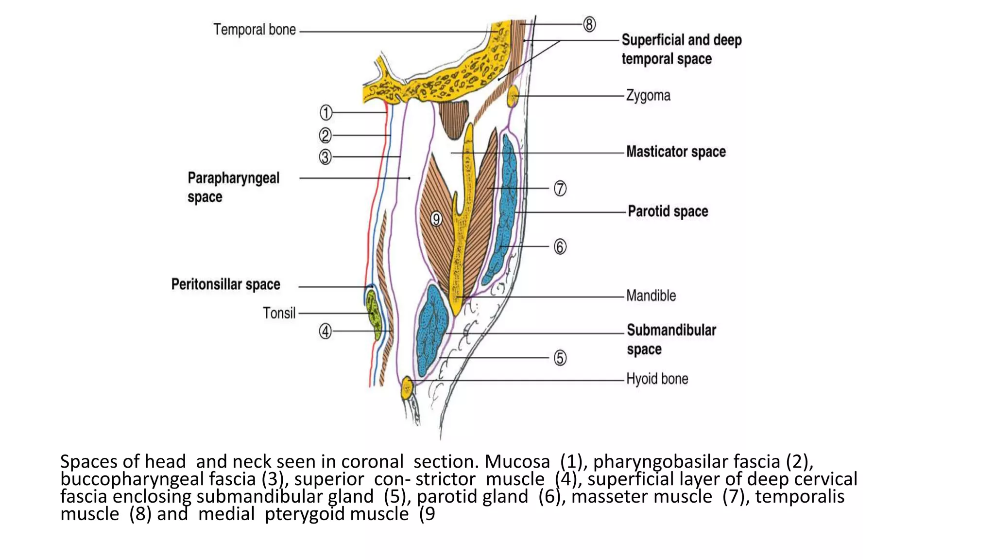 PARAPHARYNGEAL ABSCESS.pptx