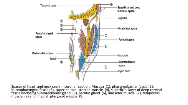 PARAPHARYNGEAL ABSCESS.pptx | Death, Injury, or Military Conflict ...
