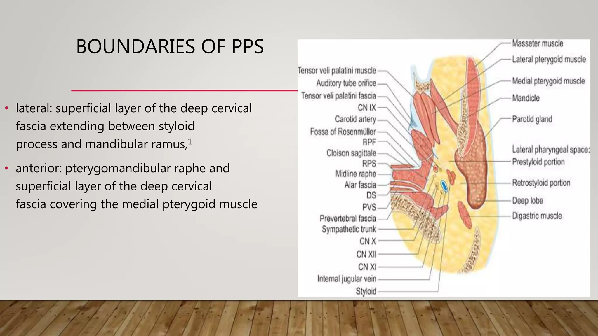 Parapharyngeal space | PPTX | Ear, Nose and Throat Conditions ...