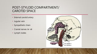 Parapharyngeal space | PPTX | Ear, Nose and Throat Conditions ...