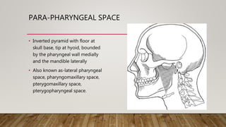 Parapharyngeal space | PPTX