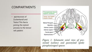 Parapharyngeal space | PPTX