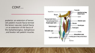Parapharyngeal Space Boundaries
