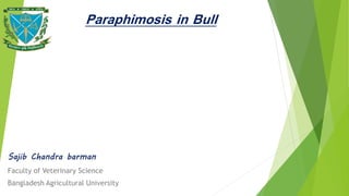 Paraphimosis in Cattle | PPTX
