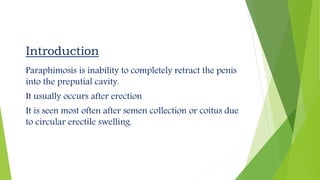 Paraphimosis in Cattle | PPTX