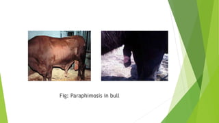 Paraphimosis in Cattle | PPTX