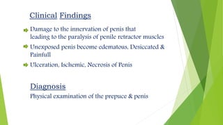 Paraphimosis in Cattle | PPTX