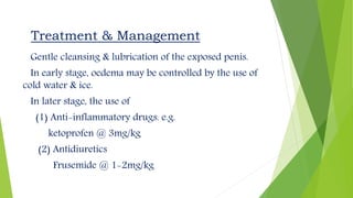Paraphimosis in Cattle | PPTX