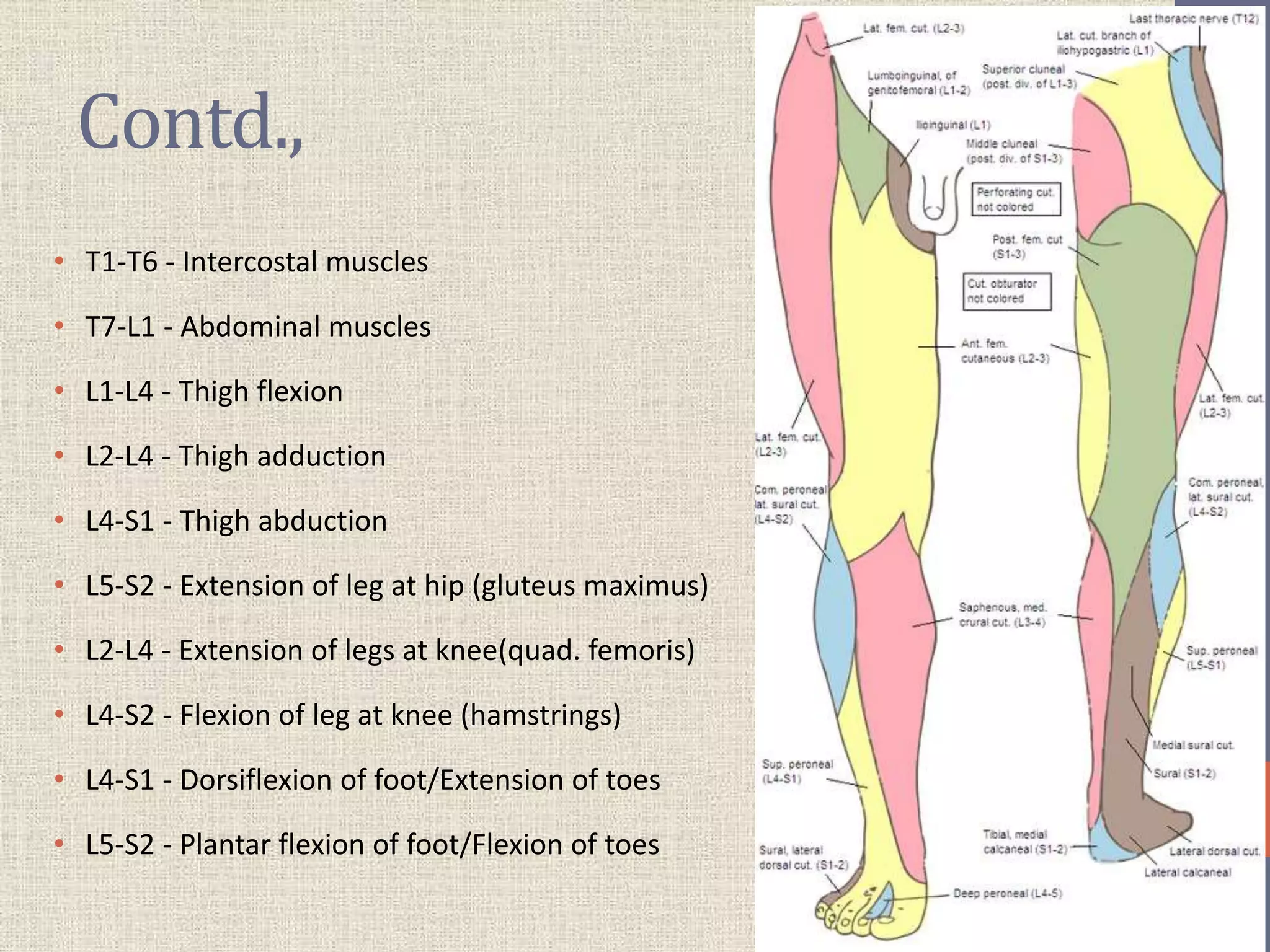 Paraplegia | PPTX