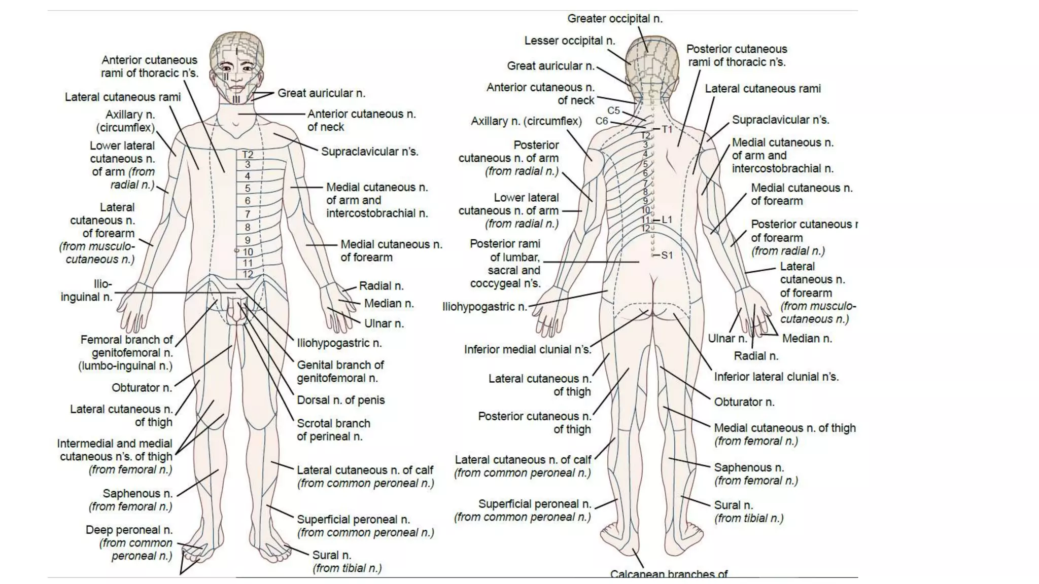 Paraplegia and spinal cord syndromes | PPTX