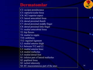 Parapleji reh. (fazlası için www.tipfakultesi.org ) | PPT