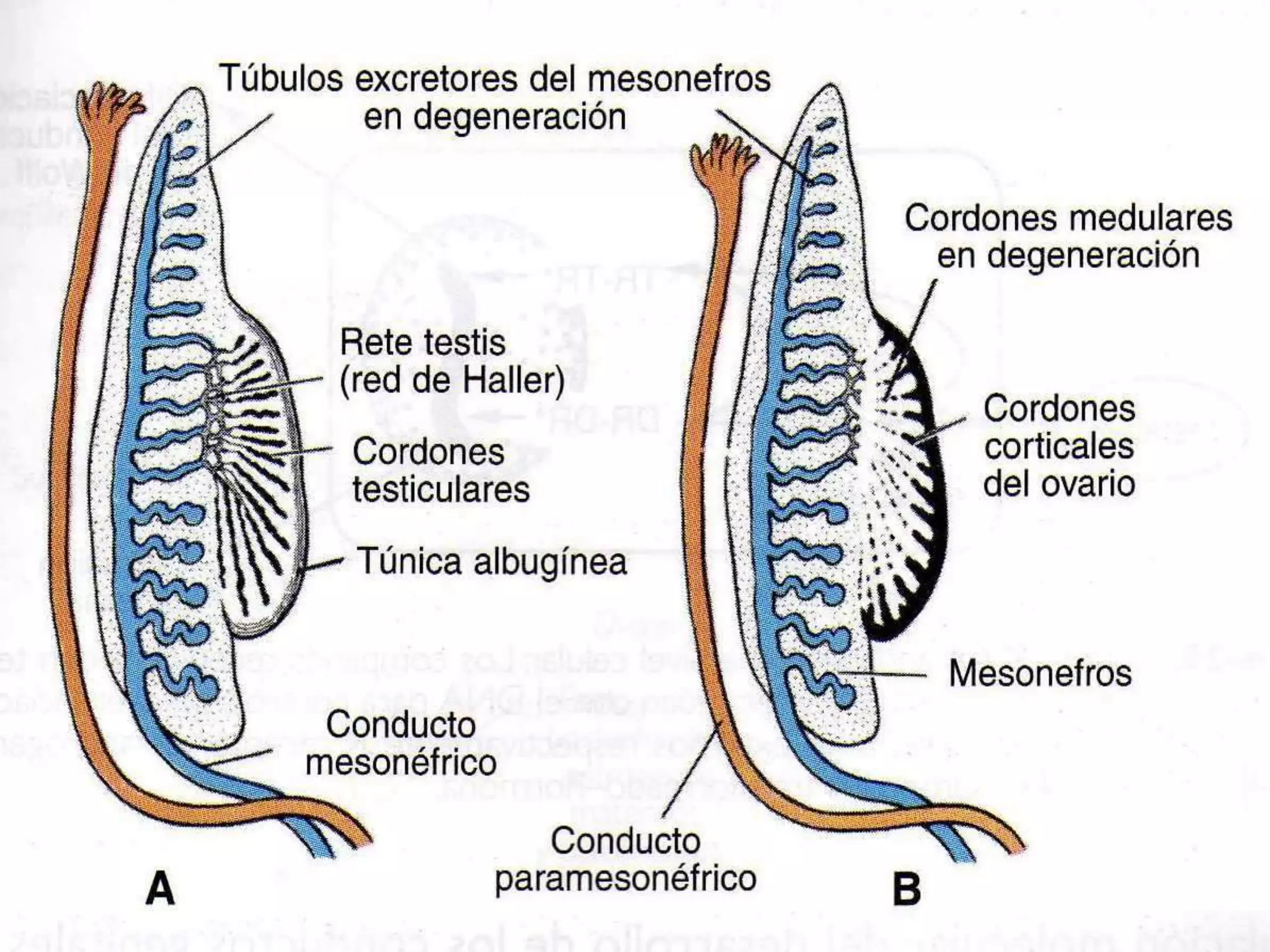 Cáncer de Ovario y Patología de Salpinge | PPT