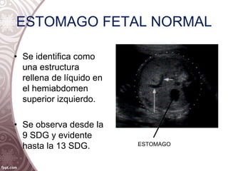 Abdomen Fetal | PPTX