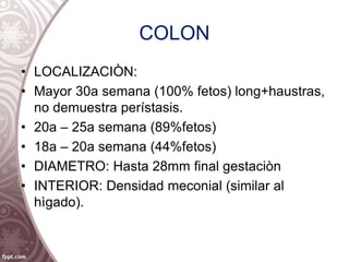 Abdomen Fetal | PPTX