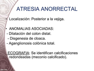 Abdomen Fetal | PPTX