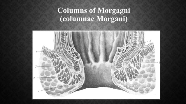Paraproctitis | PPT | Digestive Disorders | Diseases and Conditions