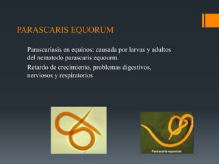 Parascaris.eq