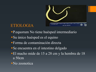 Parascaris.eq