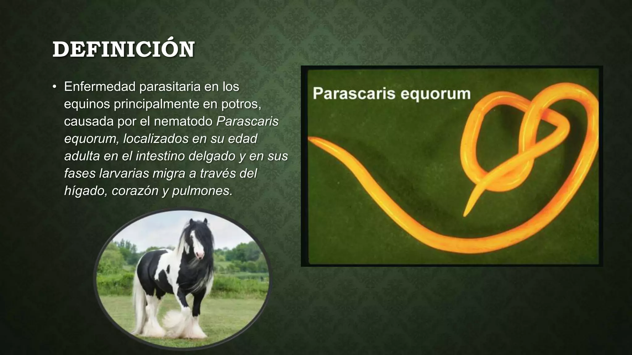 Patología Clinica Animal - Parascaris equorum- | PPTX