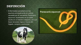 Patología Clinica Animal - Parascaris equorum- | PPTX