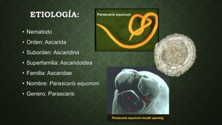 Patología Clinica Animal - Parascaris equorum- | PPTX
