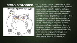 Patología Clinica Animal - Parascaris equorum- | PPTX