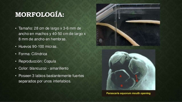 Patología Clinica Animal - Parascaris equorum-