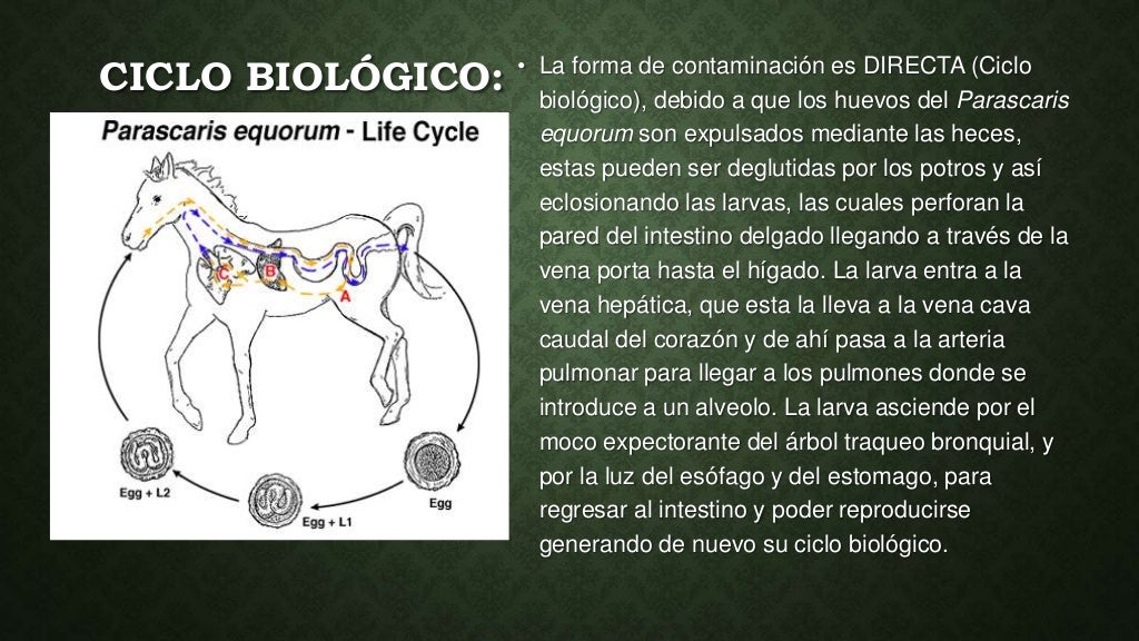Patología Clinica Animal - Parascaris equorum-