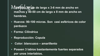 PARASCARIS EQUORUM.pptx