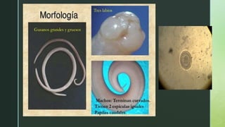 PARASCARIS EQUORUM.pptx