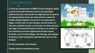 PARASCARIS EQUORUM.pptx