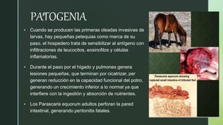 PARASCARIS EQUORUM.pptx