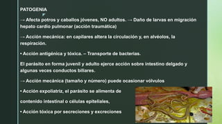 PARASCARIS EQUORUM.pptx