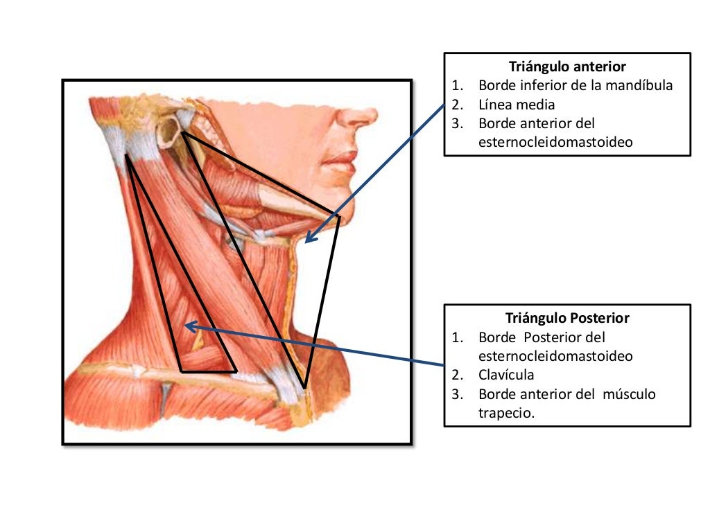 Triángulos del Cuello