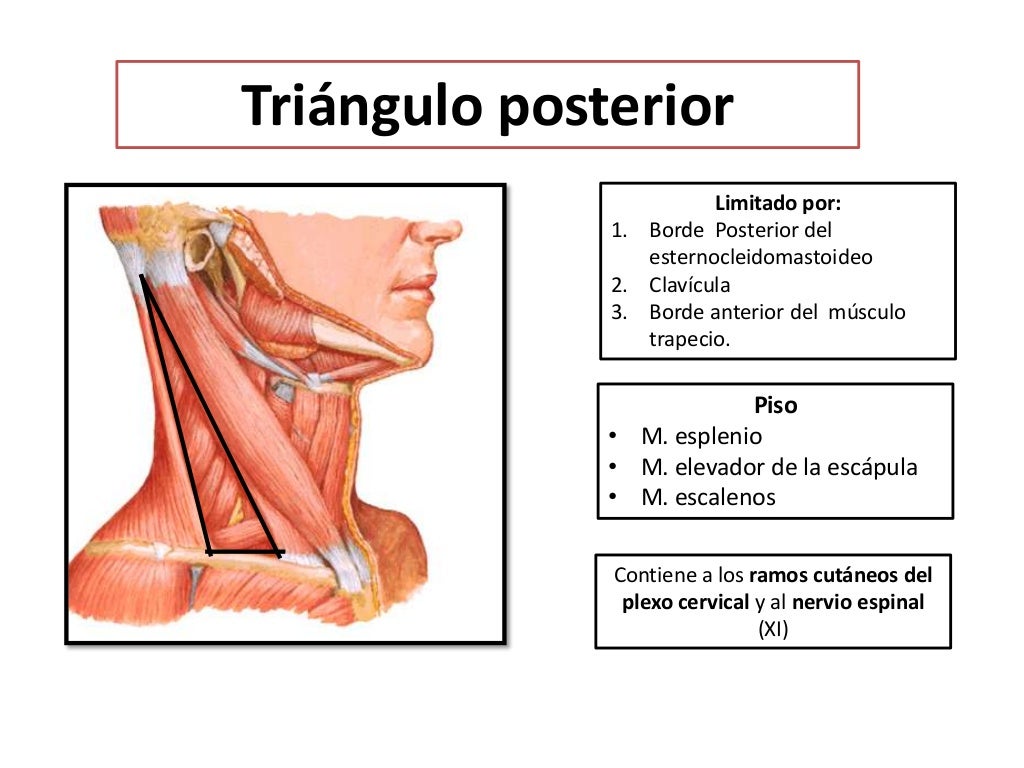 TRIÁNGULOS ANATÓMICOS DEL CUELLO – Título del sitio