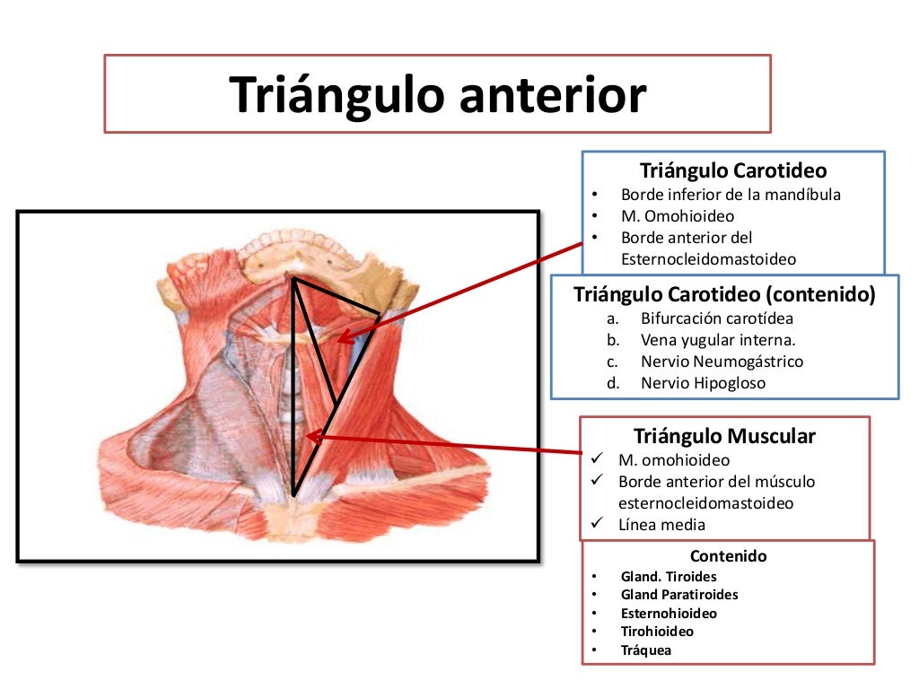 Triángulos del Cuello