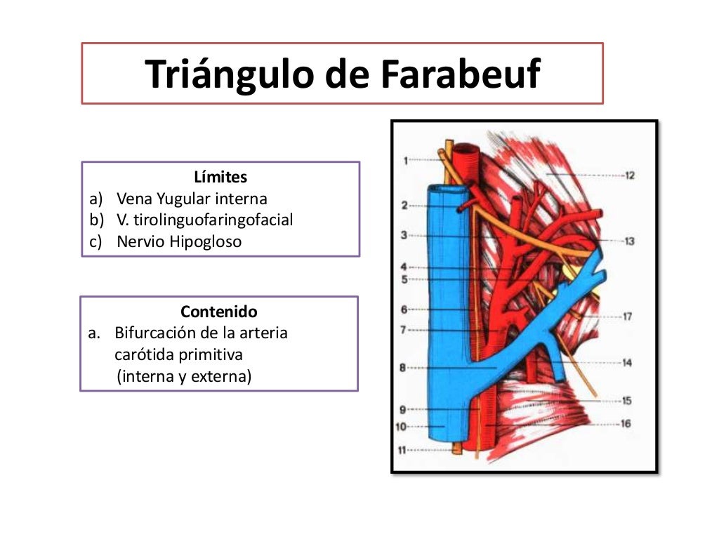 Triángulos del Cuello