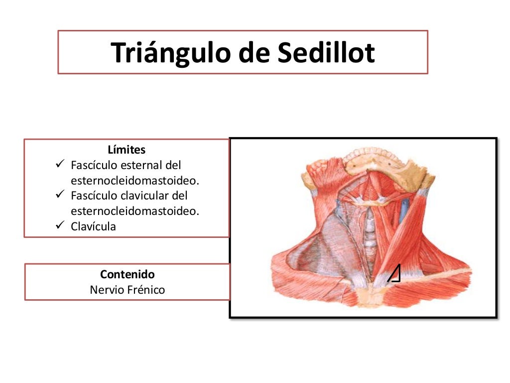 Triángulos del Cuello