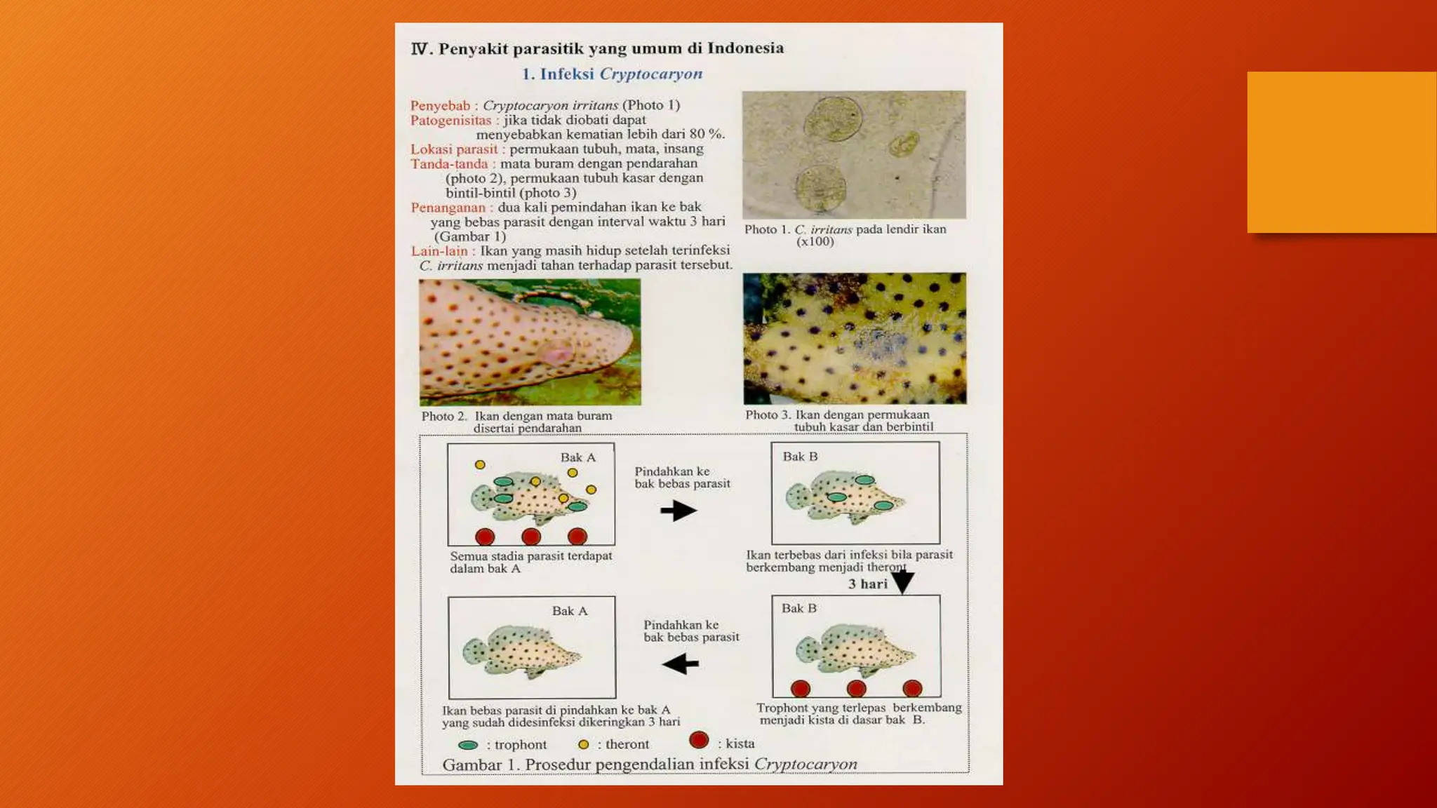 Parasit_dan_Penyakit_Ikan_nuri......pptx