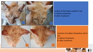 Gastrointestine Parasites in Dogs and Cat in Indonesia | PPT