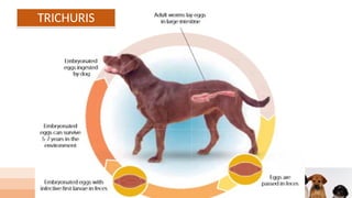 Gastrointestine Parasites in Dogs and Cat in Indonesia | PPT