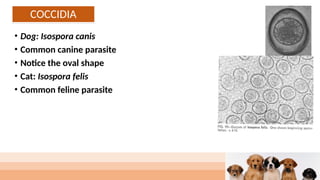 Gastrointestine Parasites in Dogs and Cat in Indonesia | PPT
