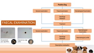 Gastrointestine Parasites in Dogs and Cat in Indonesia | PPT