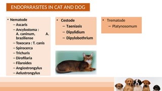 Gastrointestine Parasites in Dogs and Cat in Indonesia | PPT